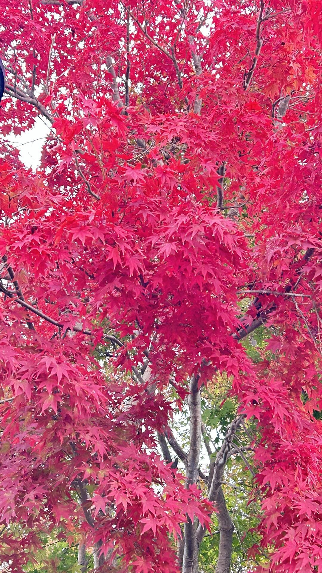 眉山 / fujiko mineさんの眉山の活動データ | YAMAP / ヤマップ