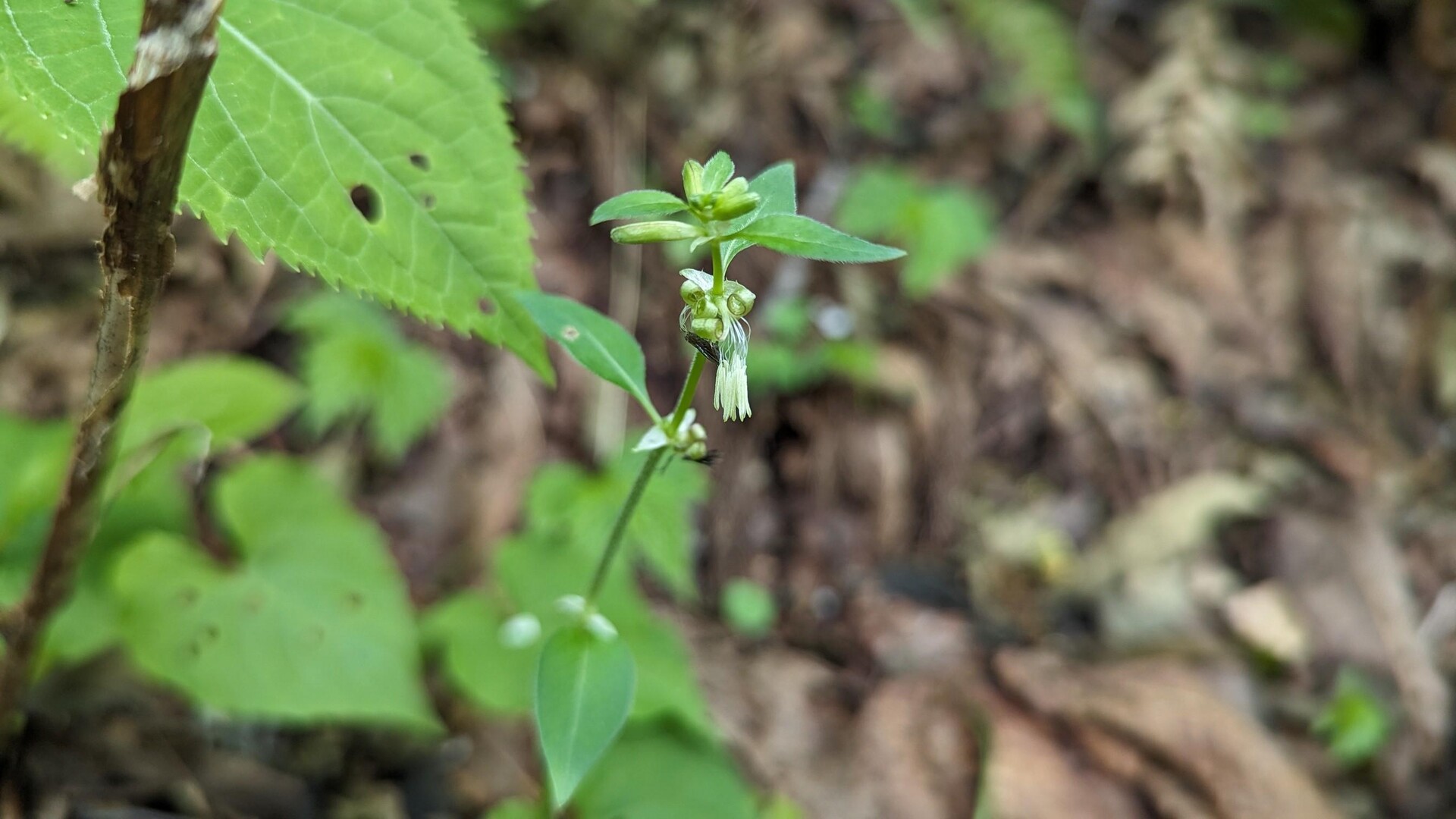 金北山・尻立山〜🌷🌸🌼🏵🪷🌺〜 / kuroさんの佐渡島の活動データ | YAMAP / ヤマップ