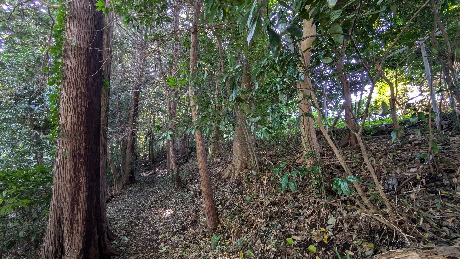 ko usさんの投稿したフィールドメモ | YAMAP / ヤマップ