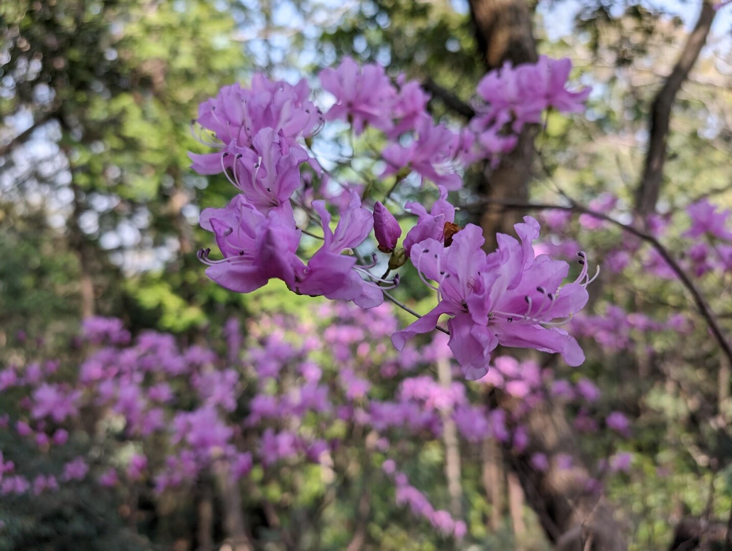 新ルート 小笠山 / Te ruさんの小笠山の活動データ | YAMAP / ヤマップ