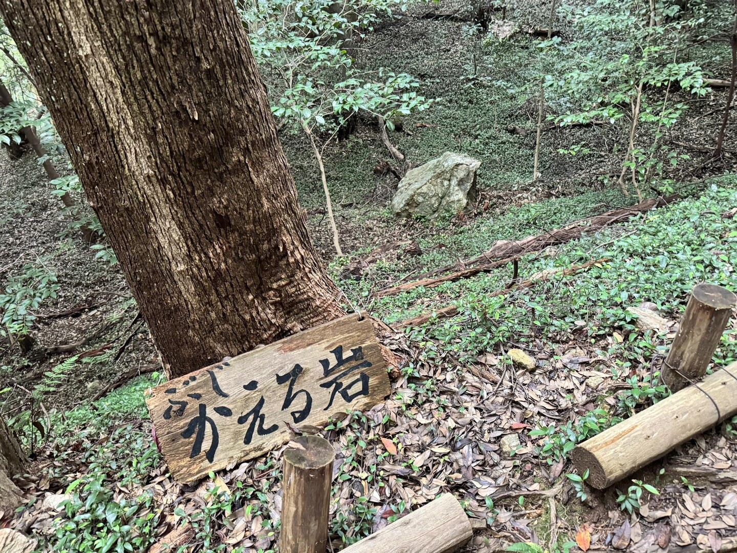 金華山 / おくにさんの金華山・洞山・舟伏山の活動データ | YAMAP / ヤマップ