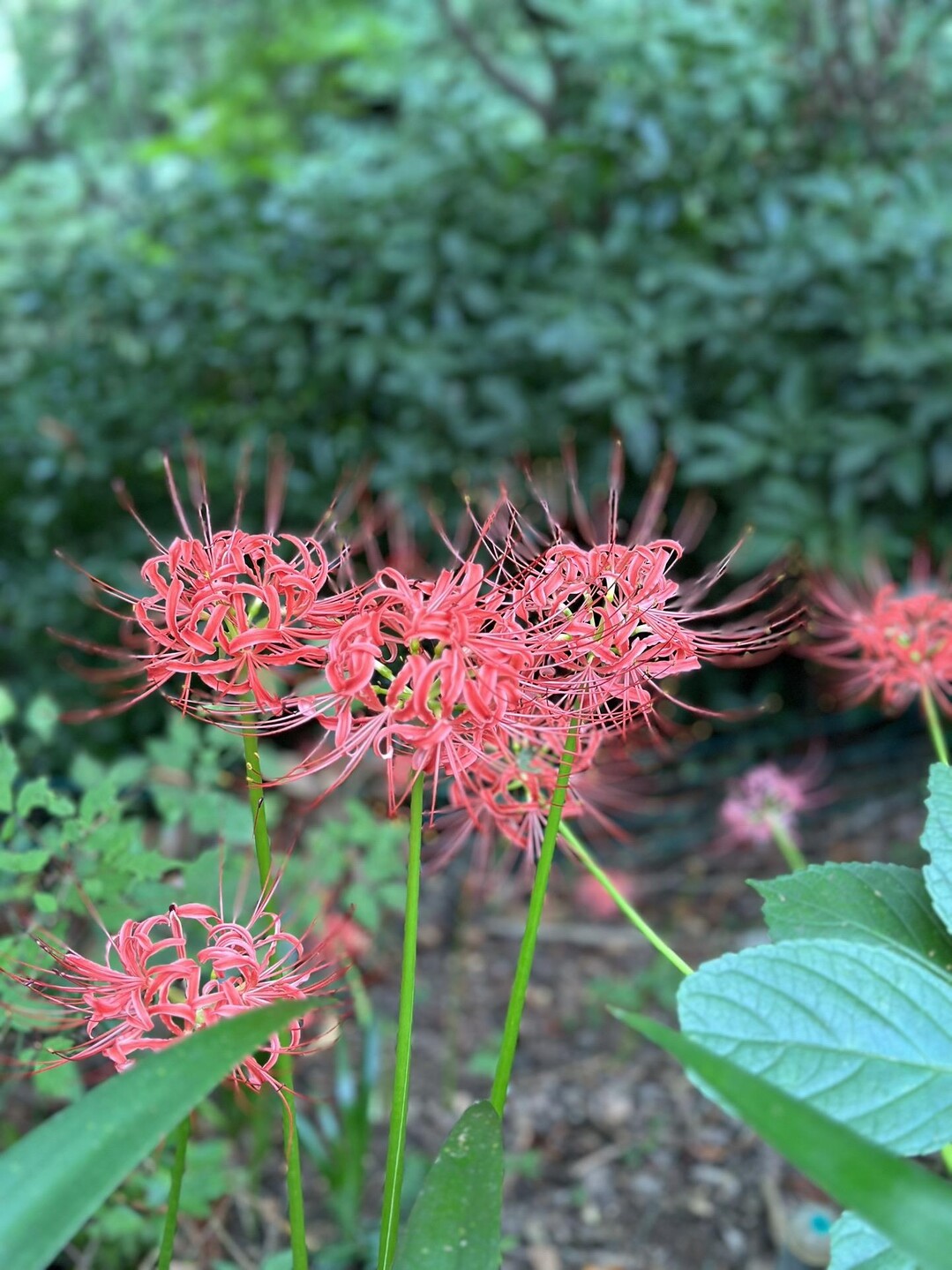 陣馬山〜高尾山 / laniさんの生藤山の活動データ | YAMAP / ヤマップ