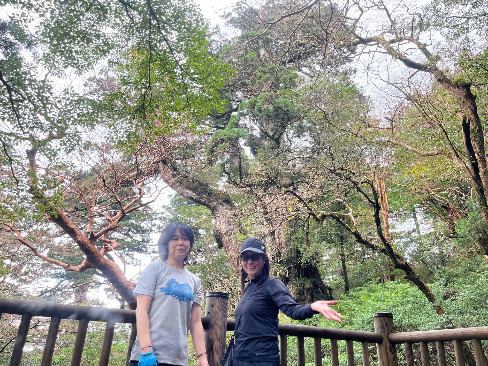 願いの縄文杉へ / meichiさんの屋久島・宮之浦岳の活動データ | YAMAP / ヤマップ