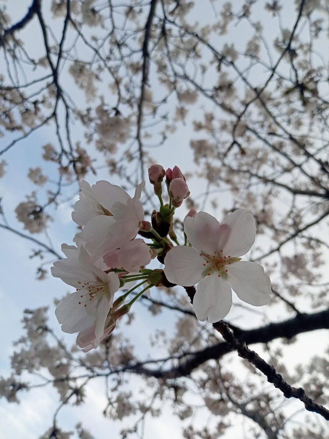 2023.03.27(月) 11:19 / r08さんのモーメント | YAMAP / ヤマップ