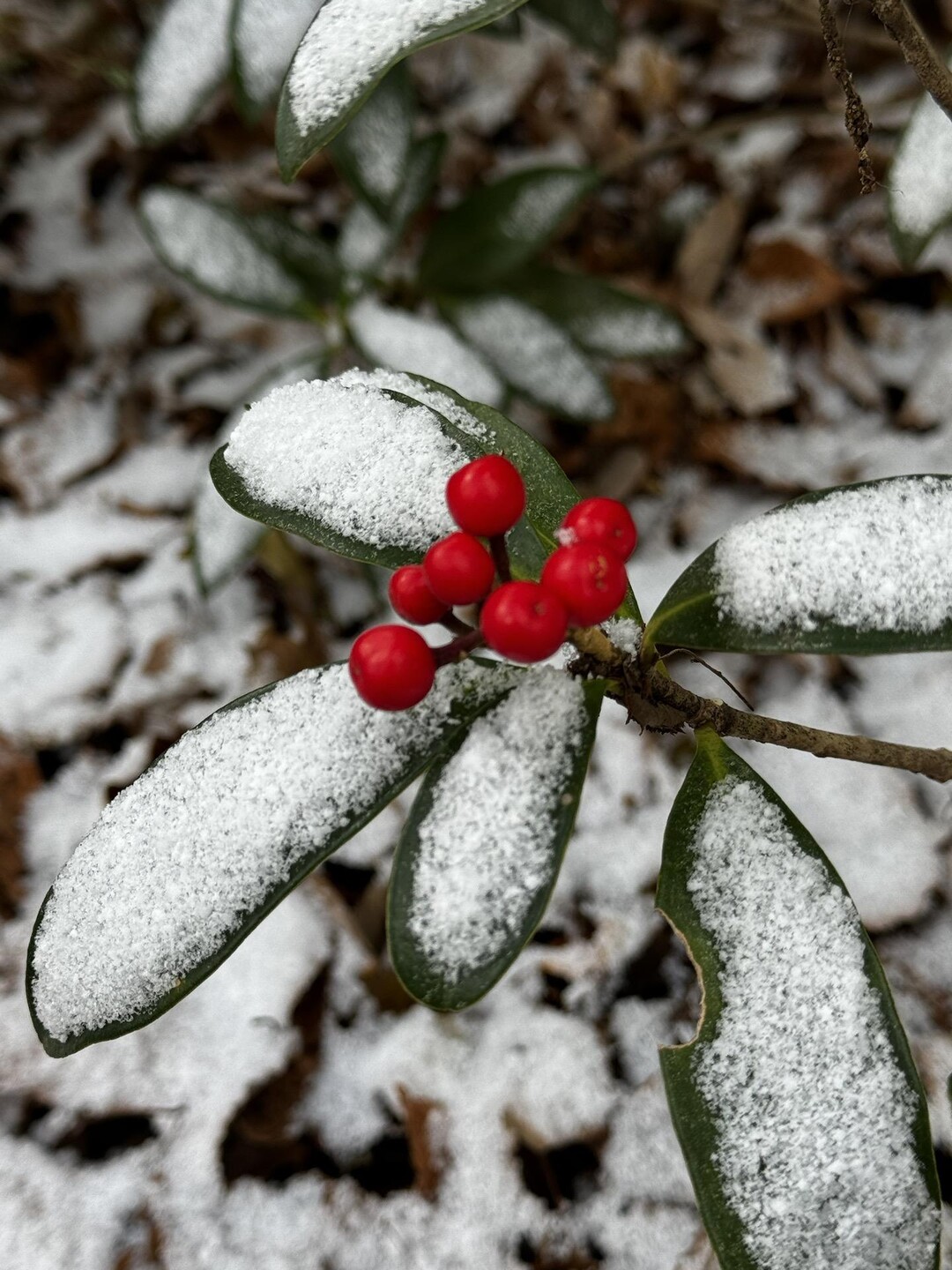 笠間アルプスを訪ねて / chi-zuさんの加波山・吾国山・難台山の活動データ | YAMAP / ヤマップ