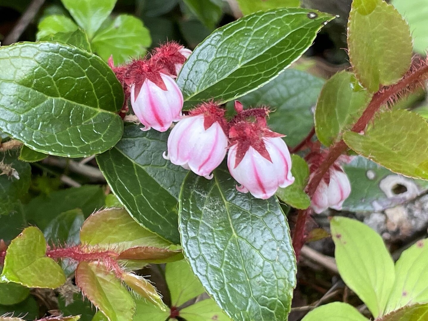 憧れの籾糠山へ💓 / otaksaさんの籾糠山の活動データ | YAMAP / ヤマップ