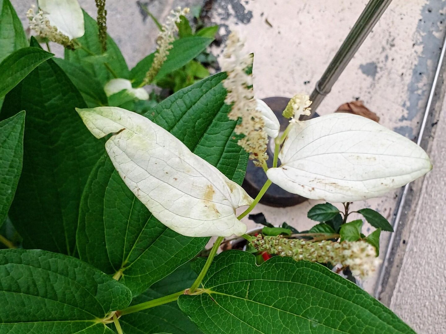 ハンゲショウ(半夏生)💠 花言葉は「内... / hiroさんのモーメント | YAMAP / ヤマップ