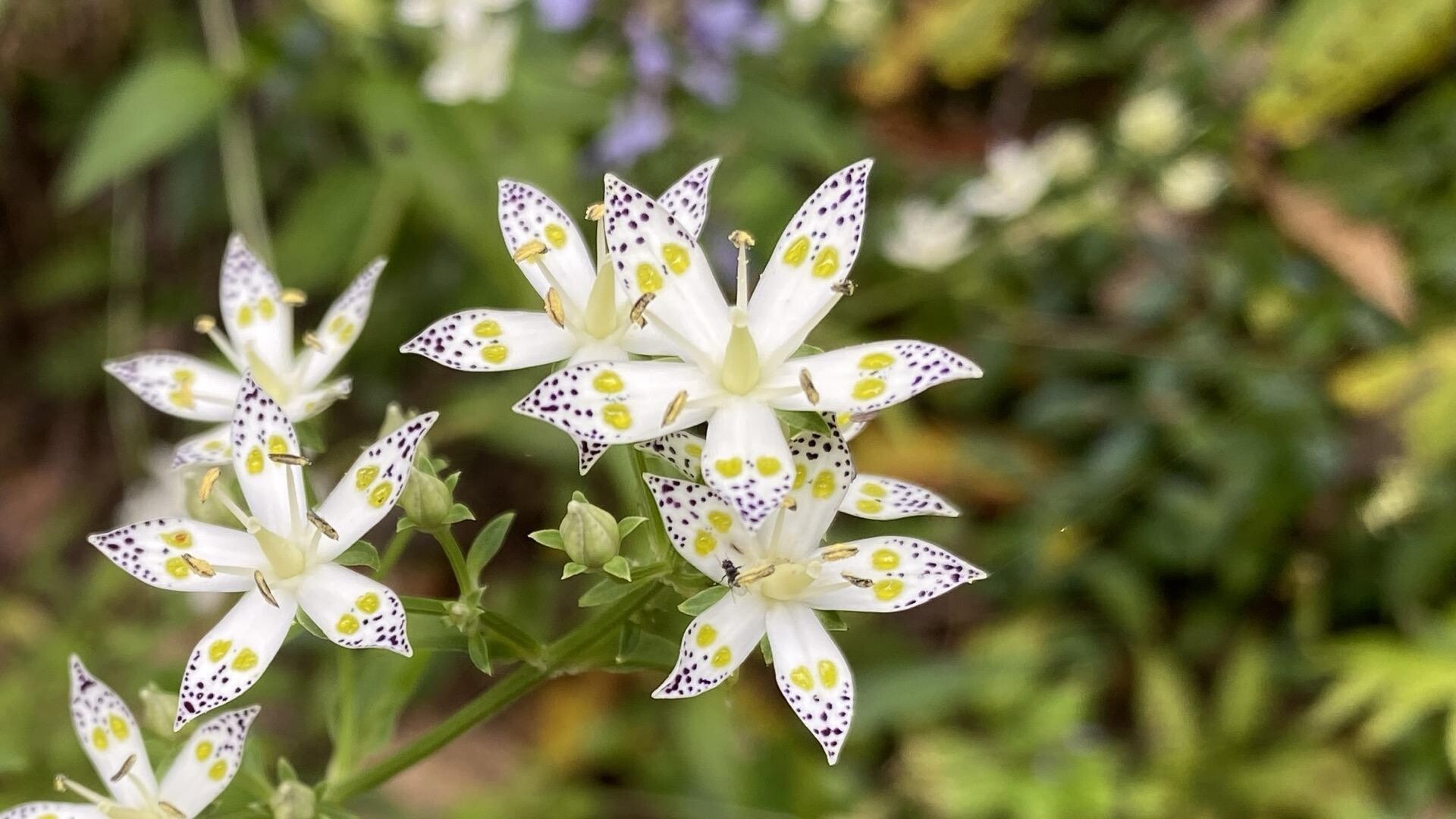 新たなモートンへの取り組みと、キュンキュン山活 / kirarinさんの作礼山の活動データ | YAMAP / ヤマップ