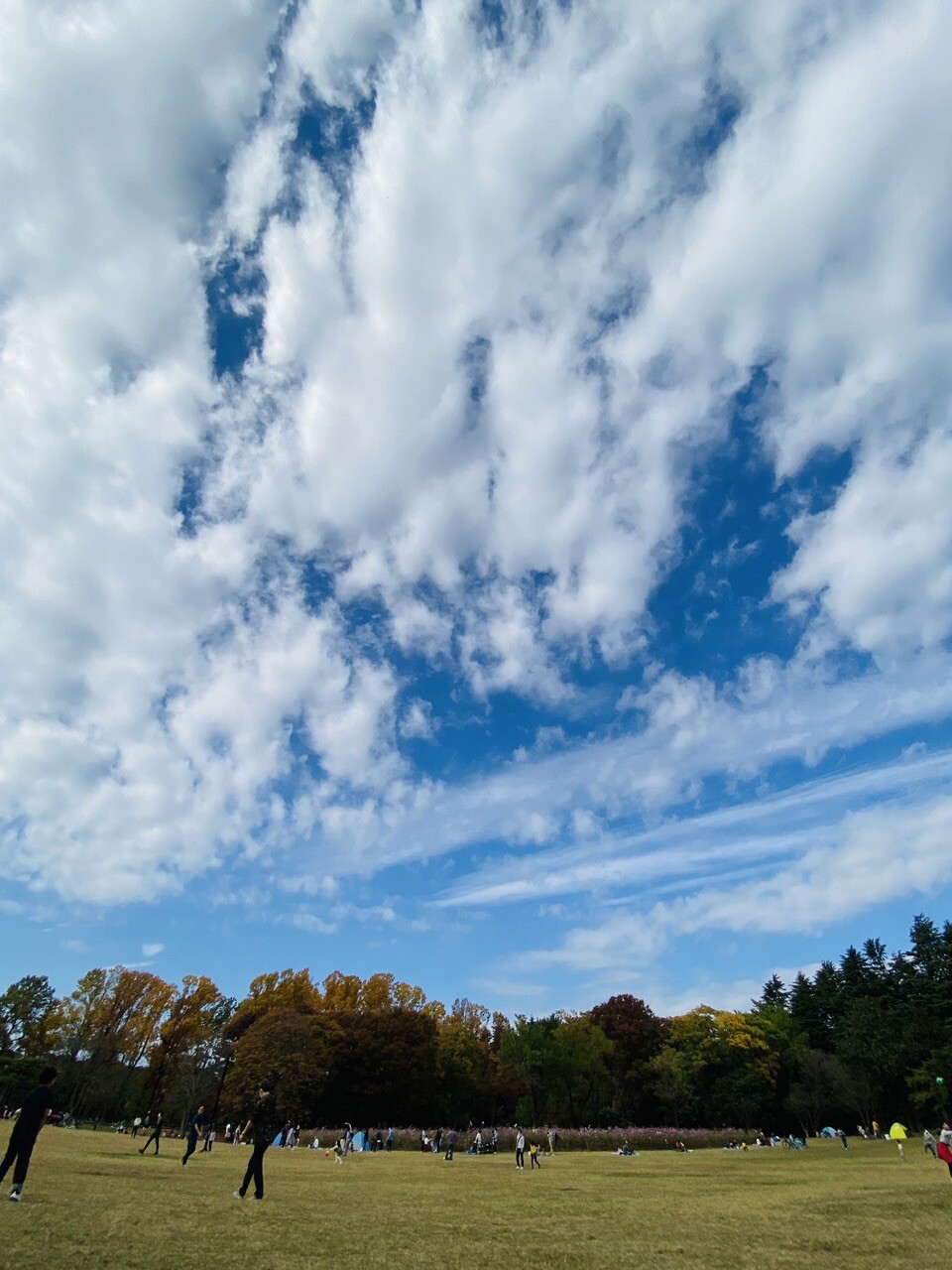 秋の空。都内も少し色づき始めてきました。... / Mijyaさんのモーメント | YAMAP / ヤマップ