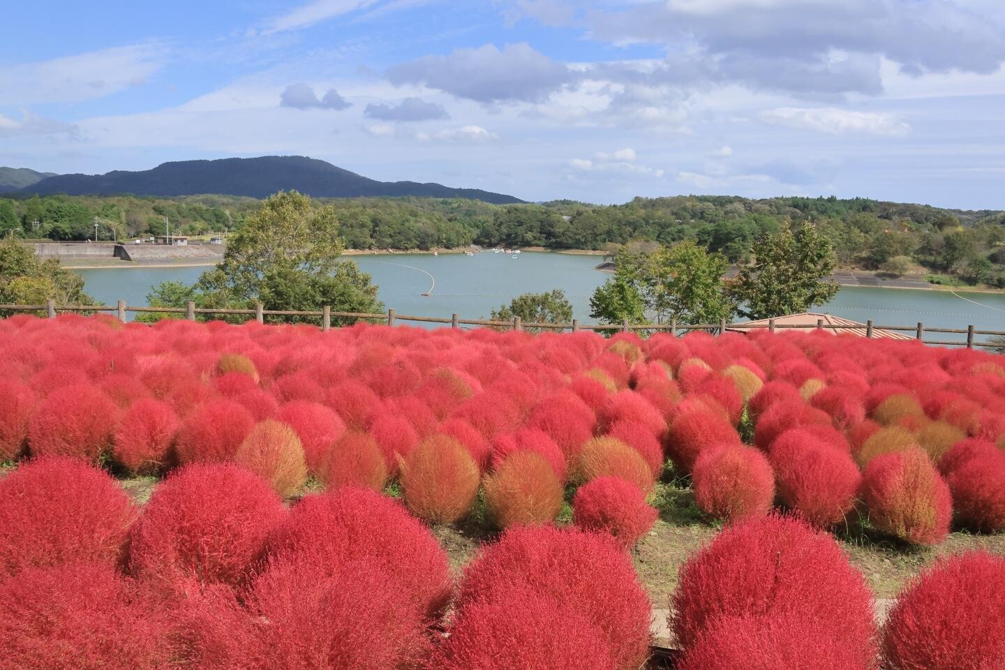 るるパーク（大分農業文化公園）のコキア / miippさんの御許山・雲ヶ岳・米神山の活動データ | YAMAP / ヤマップ