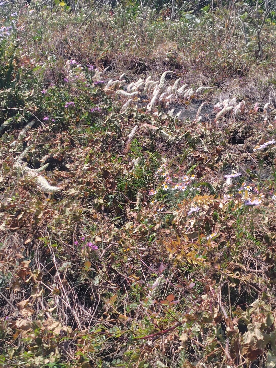 高平山でツメレンゲ 師匠が連れてってくれ... / Hiさんのモーメント | YAMAP / ヤマップ