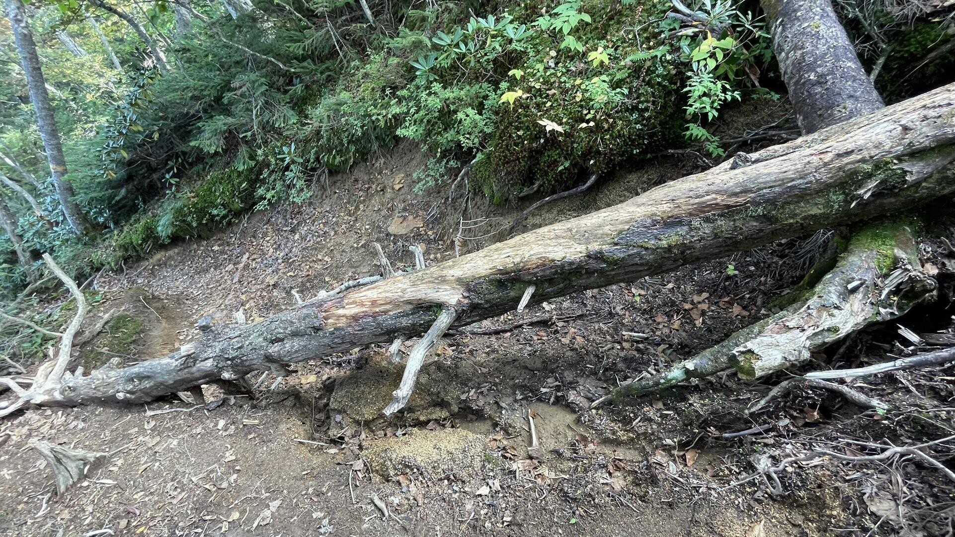 KSさんの投稿したフィールドメモ | YAMAP / ヤマップ