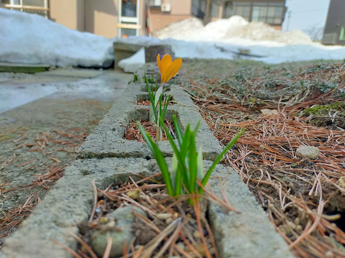 いつの間にか 春〜〜😁 2 お久しぶ... / jtyhじじさんのモーメント | YAMAP / ヤマップ