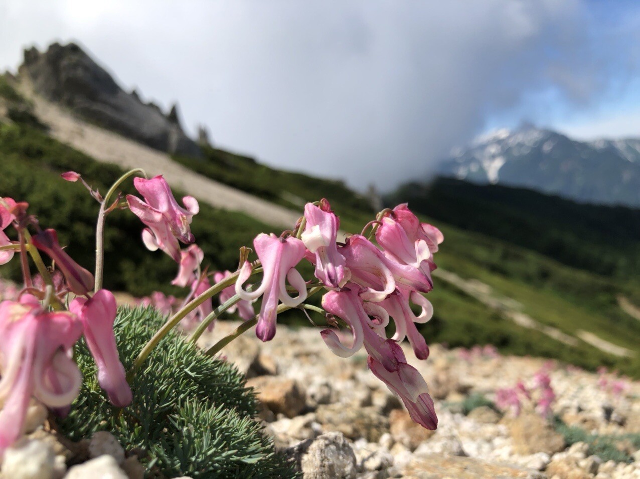 2021-07-23(金.祝)燕岳 / bar.akiraさんの登山の活動データ | YAMAP / ヤマップ