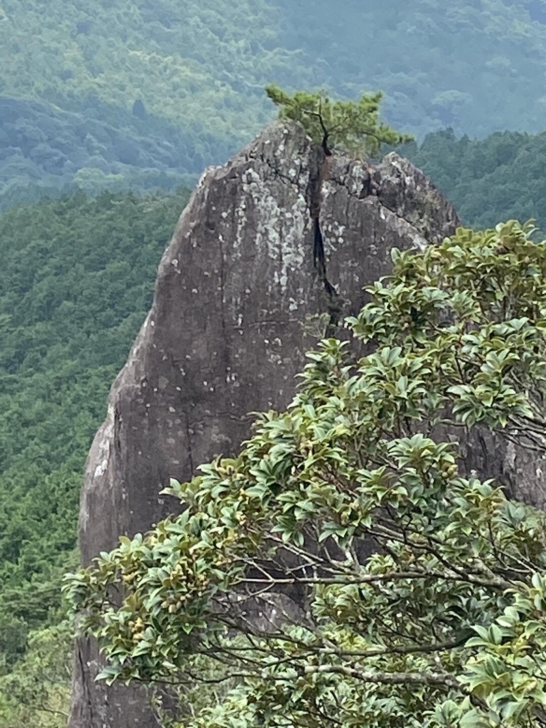 女岳・矢筈岳 / KOUJIさんの矢筈岳の活動データ | YAMAP / ヤマップ
