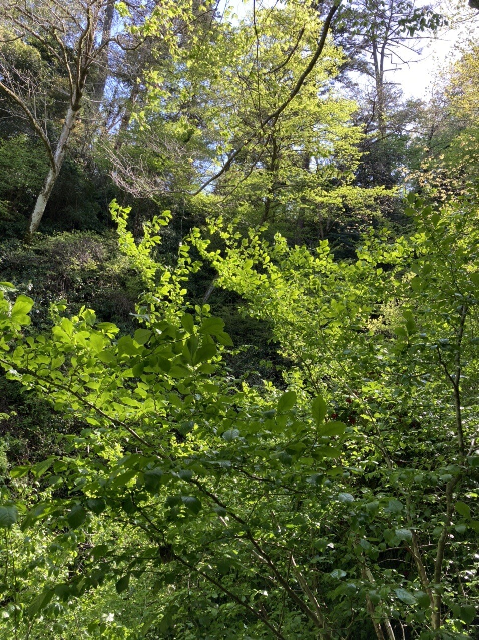 稲荷山・高尾山 / kozyさんの高尾山・陣馬山・景信山の活動データ | YAMAP / ヤマップ