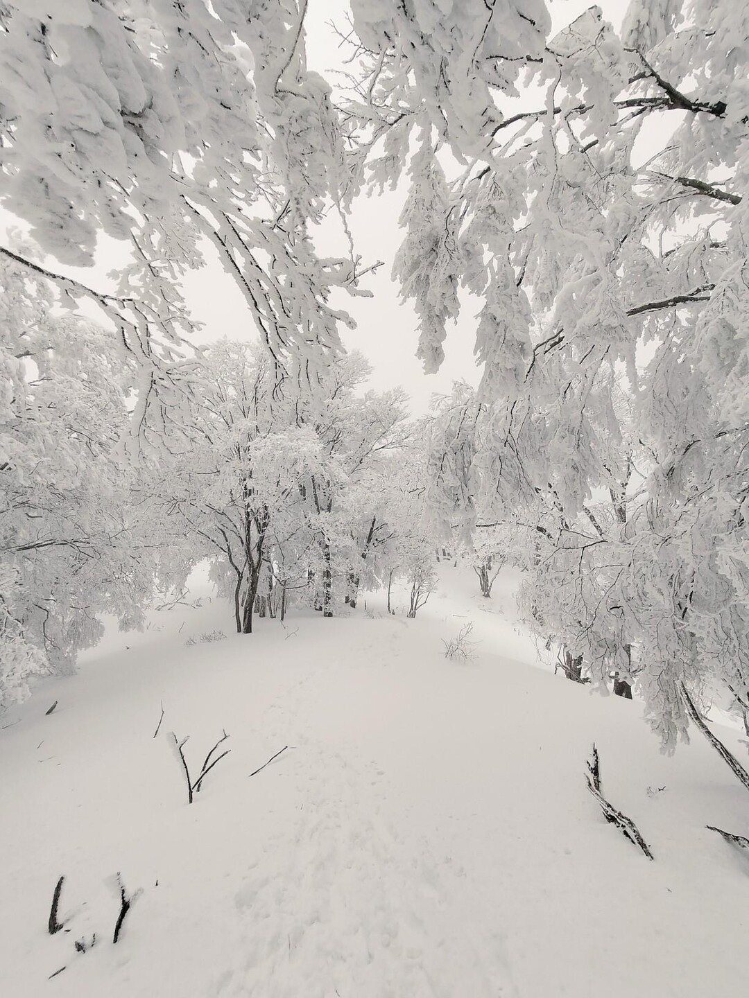 snow white☃︎ ︎.* / ミカエルさんの祖母山の活動日記 | YAMAP / ヤマップ