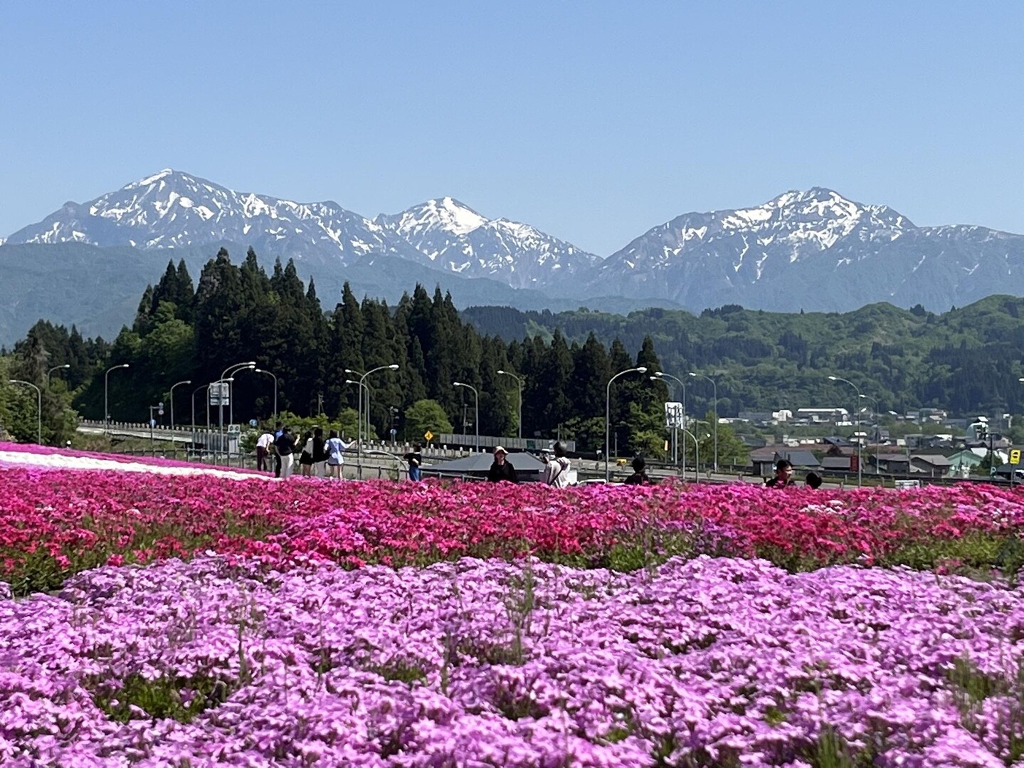 🌸魚沼芝桜まつり 例年より2週間位早め... / tamu.kさんのモーメント | YAMAP / ヤマップ