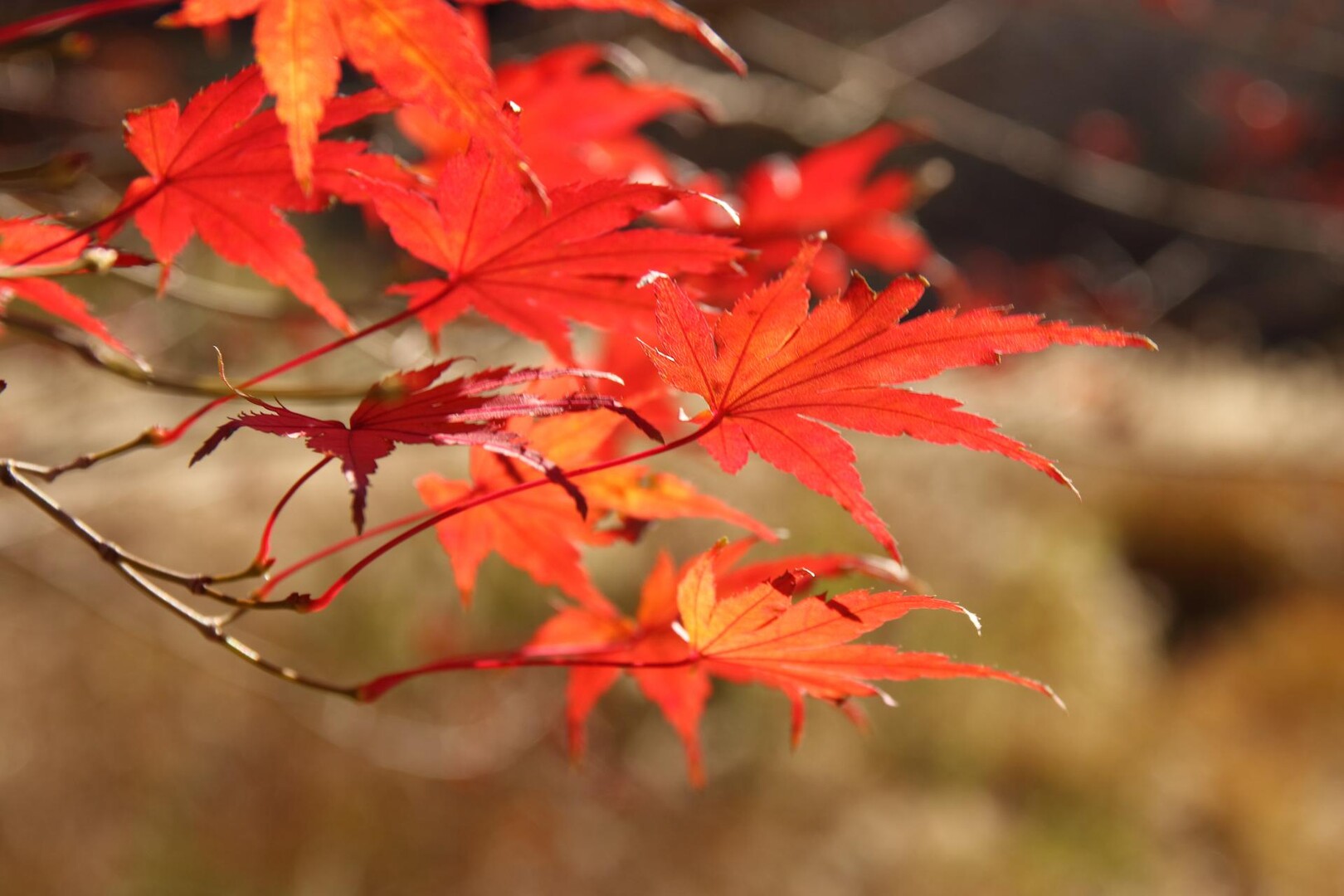 仙元山・城山・大日山・物見山・大平山 / bysunさんの武蔵嵐山・大平山・仙元山の活動データ | YAMAP / ヤマップ