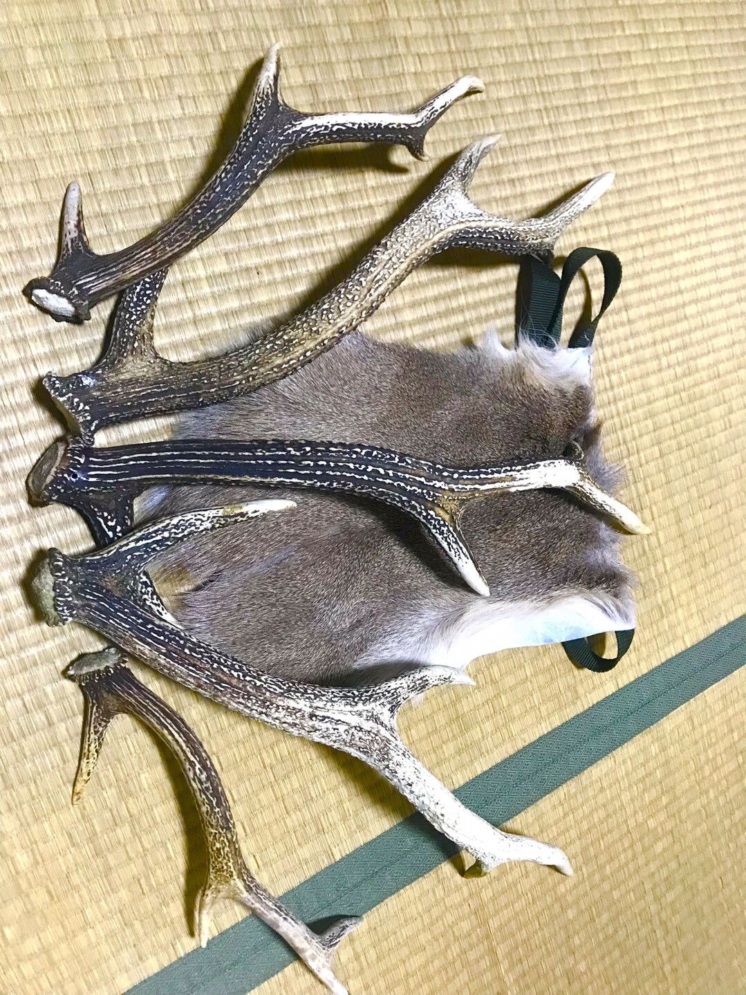 ここ1ヶ月で五本角ゲット / さちGさんのモーメント | YAMAP / ヤマップ