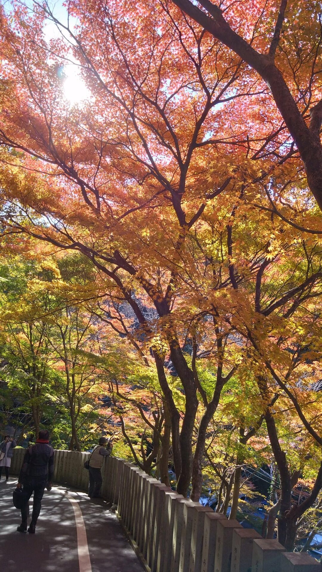 鳩吹山・継鹿尾山 / nobさんの鳩吹山の活動データ | YAMAP / ヤマップ
