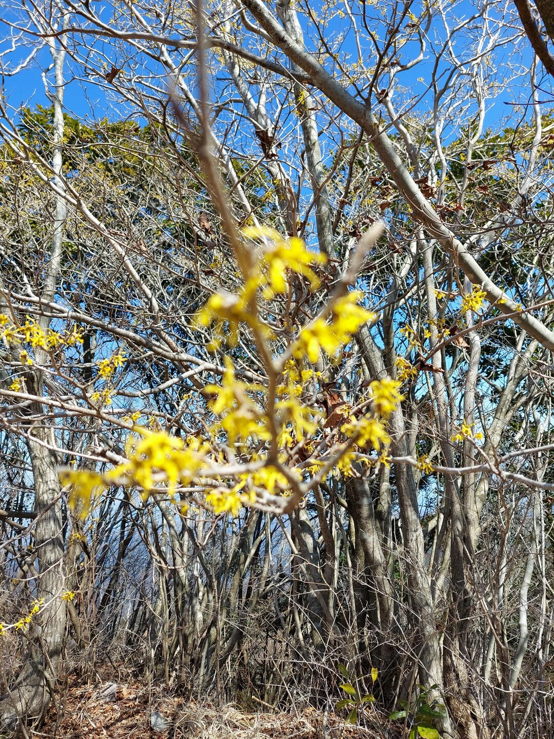 多良岳山頂に咲いてる マンサクの花 / ひろさんのモーメント | YAMAP / ヤマップ