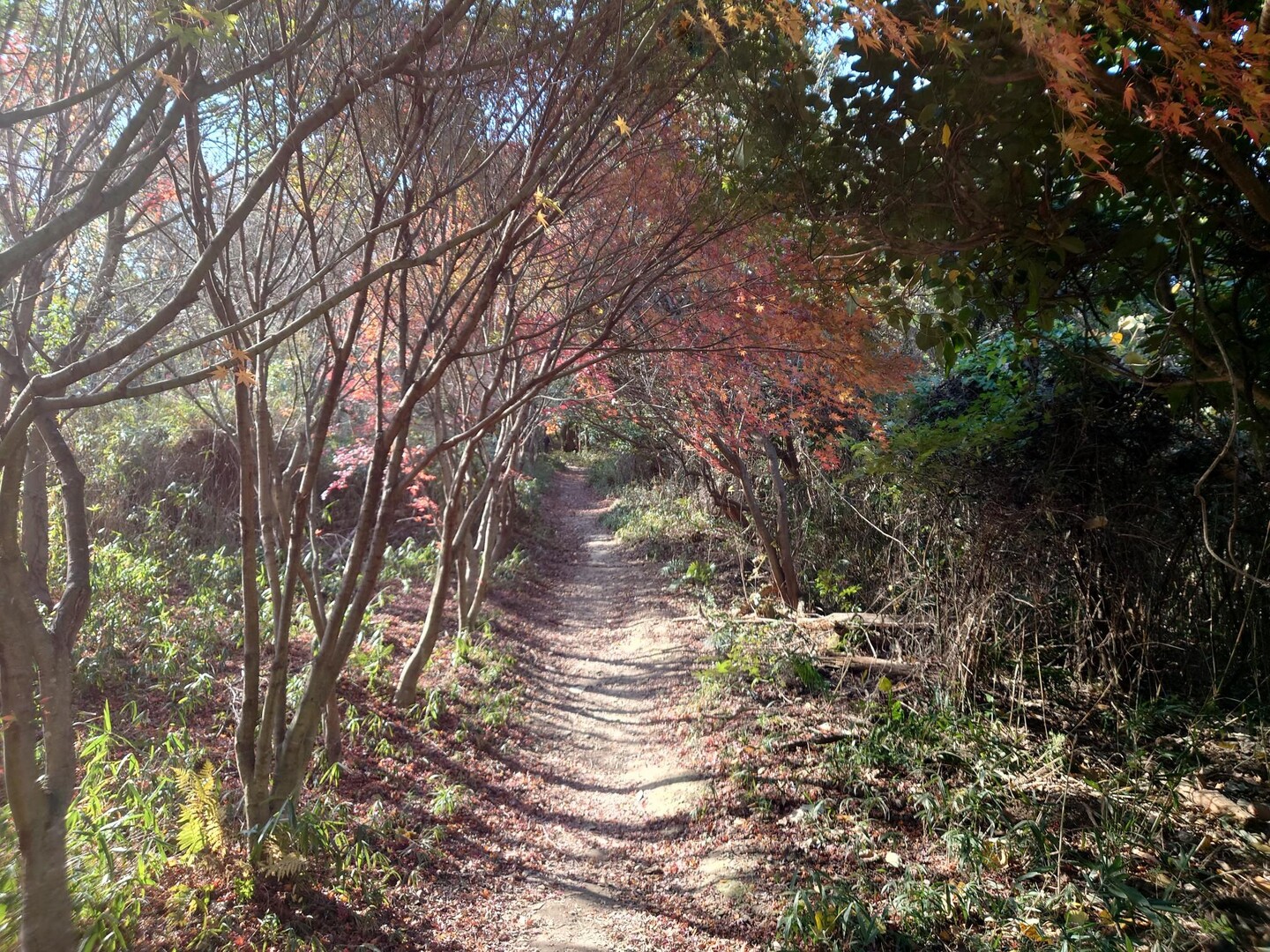 龍ノ口山 / RY-ZEROさんの龍ノ口山の活動日記 | YAMAP / ヤマップ