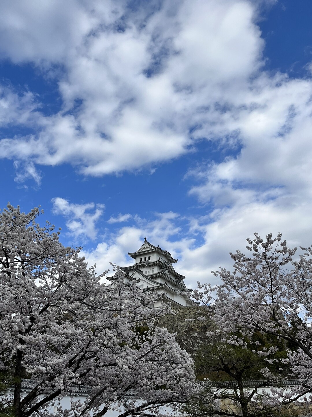 お城🏯と桜🌸 日本🇯🇵の代表的な... / YOTAさんのモーメント | YAMAP / ヤマップ