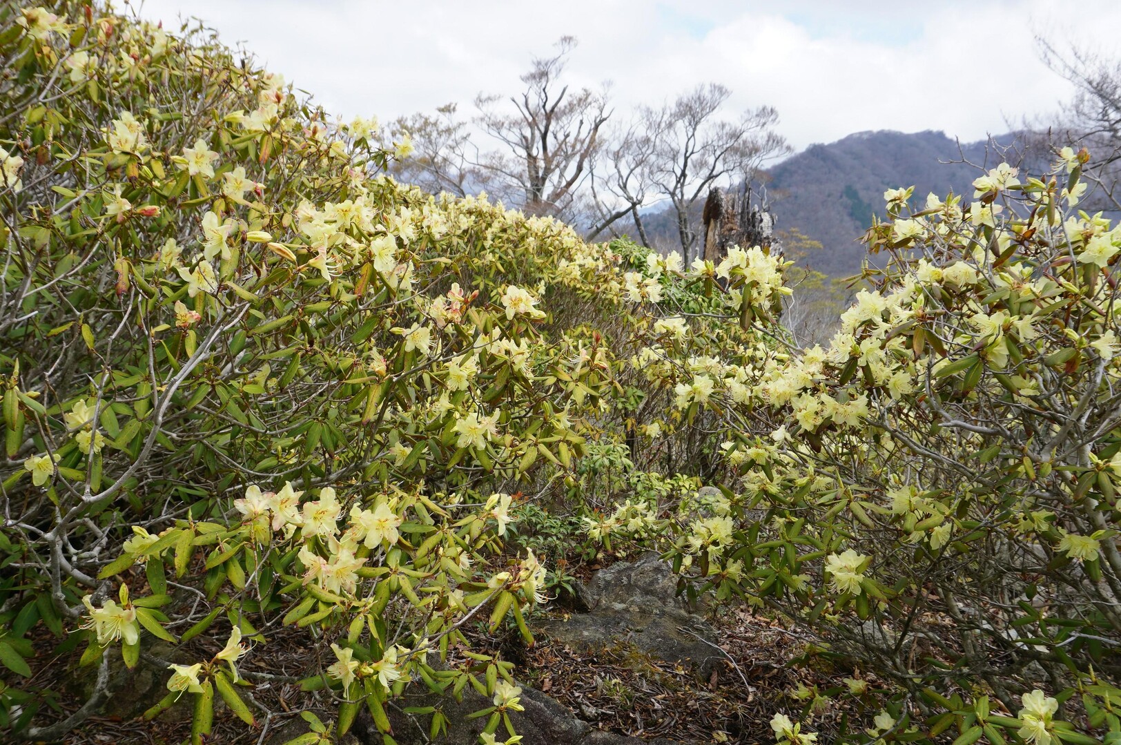 初めての竹の畑山 / どらどらさんの鉾岳・鬼の目山の活動データ | YAMAP / ヤマップ