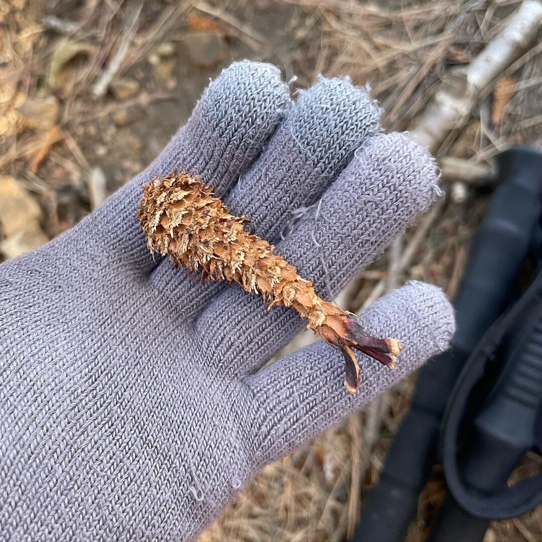 初めて見つけた【森のエビフライ】🦐 こ... / Mieさんのモーメント | YAMAP / ヤマップ