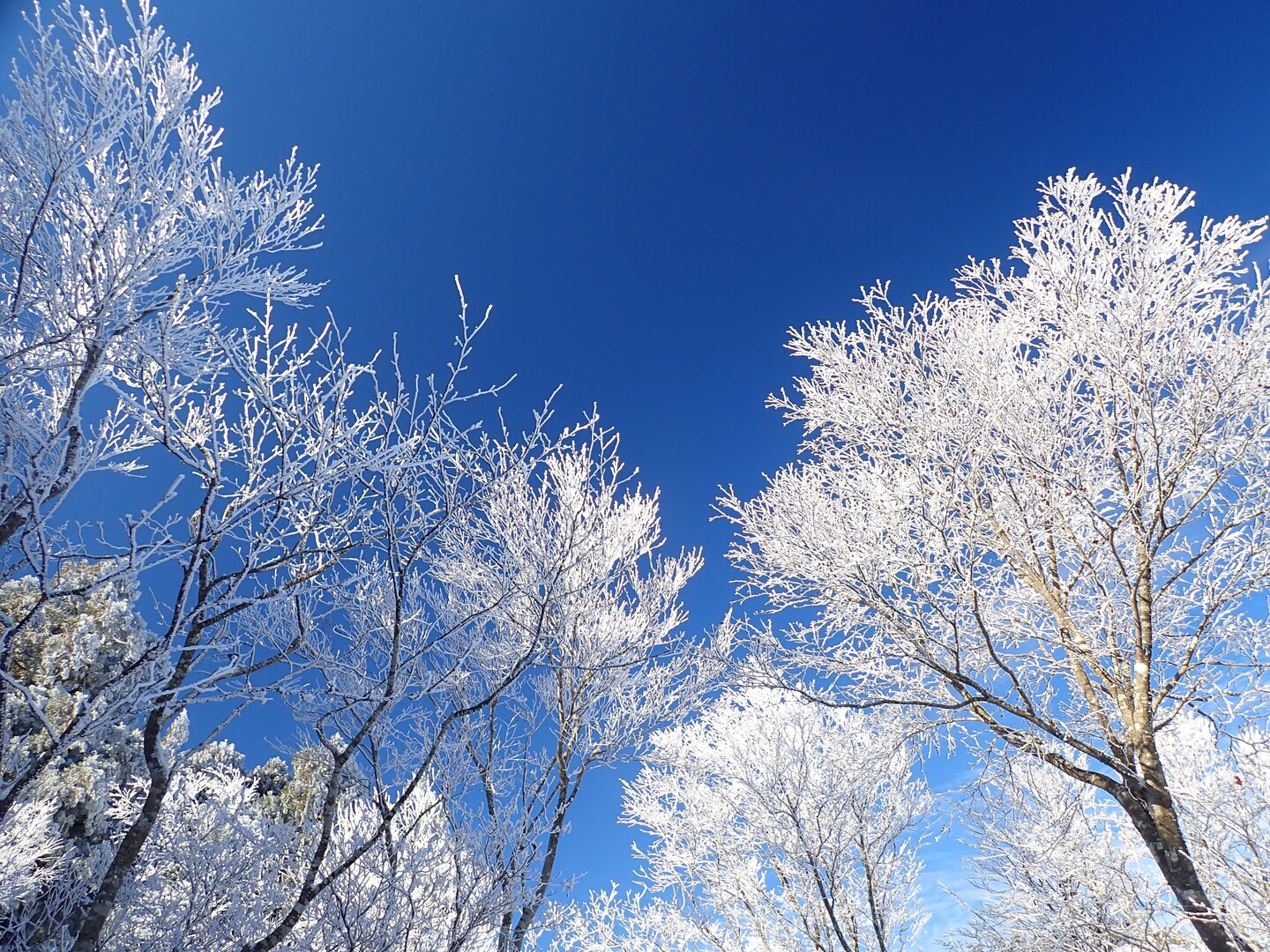またまた氷ノ山～大段ヶ平から三ノ丸周回 / umonさんの氷ノ山（須賀ノ山）・鉢伏山・瀞川山の活動データ | YAMAP / ヤマップ