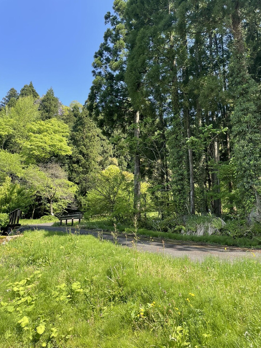 Pさんのレポを見て、ワラビ取りに行ってき... / CHIHOさんのモーメント | YAMAP / ヤマップ