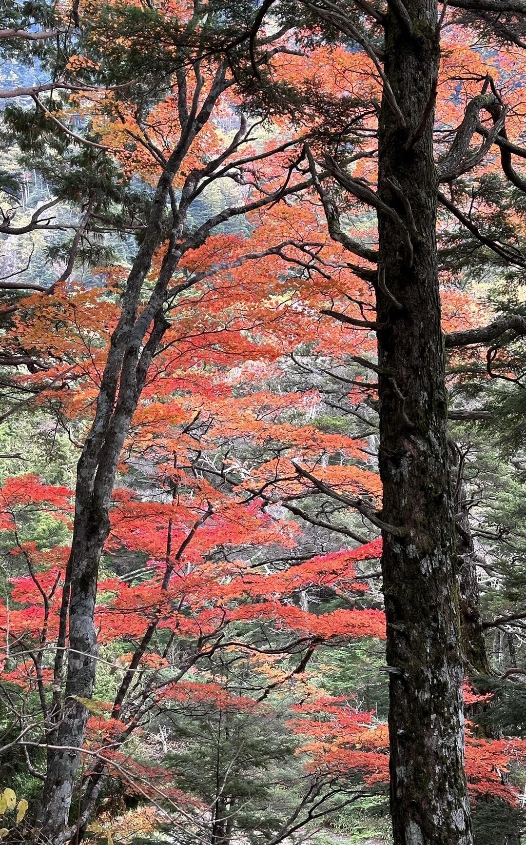 槍ヶ岳・穂高岳・上高地-2023-10-20 / syuuさんの槍ヶ岳・穂高岳・上高地の活動データ | YAMAP / ヤマップ
