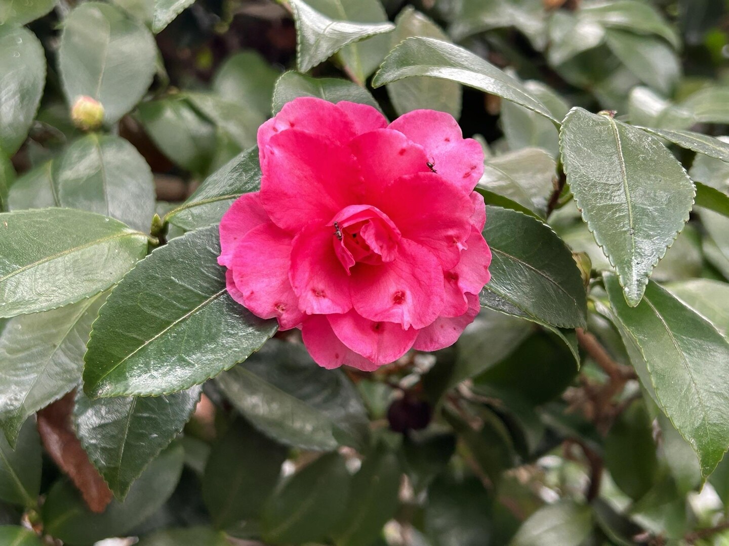 この時季になると、我が家の庭ではサザンカ... / yasuさんのモーメント | YAMAP / ヤマップ