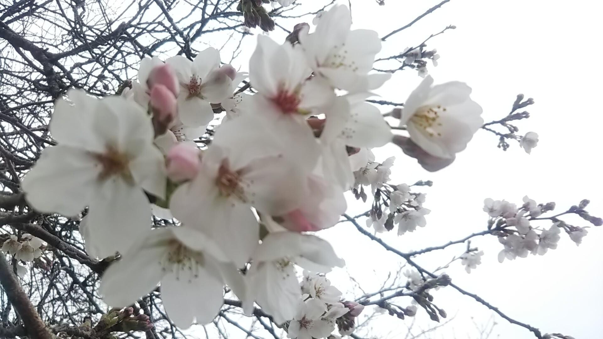 🌸桜 巡り🌸 / はくたかさんのモーメント | YAMAP / ヤマップ