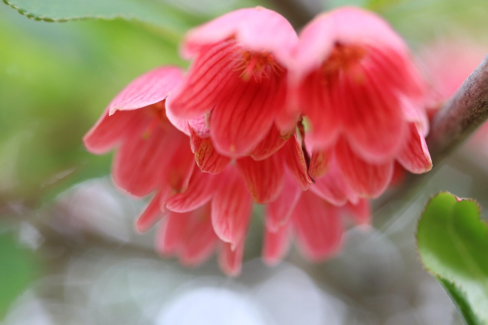 🍀kurara🍀のページ | YAMAP / ヤマップ