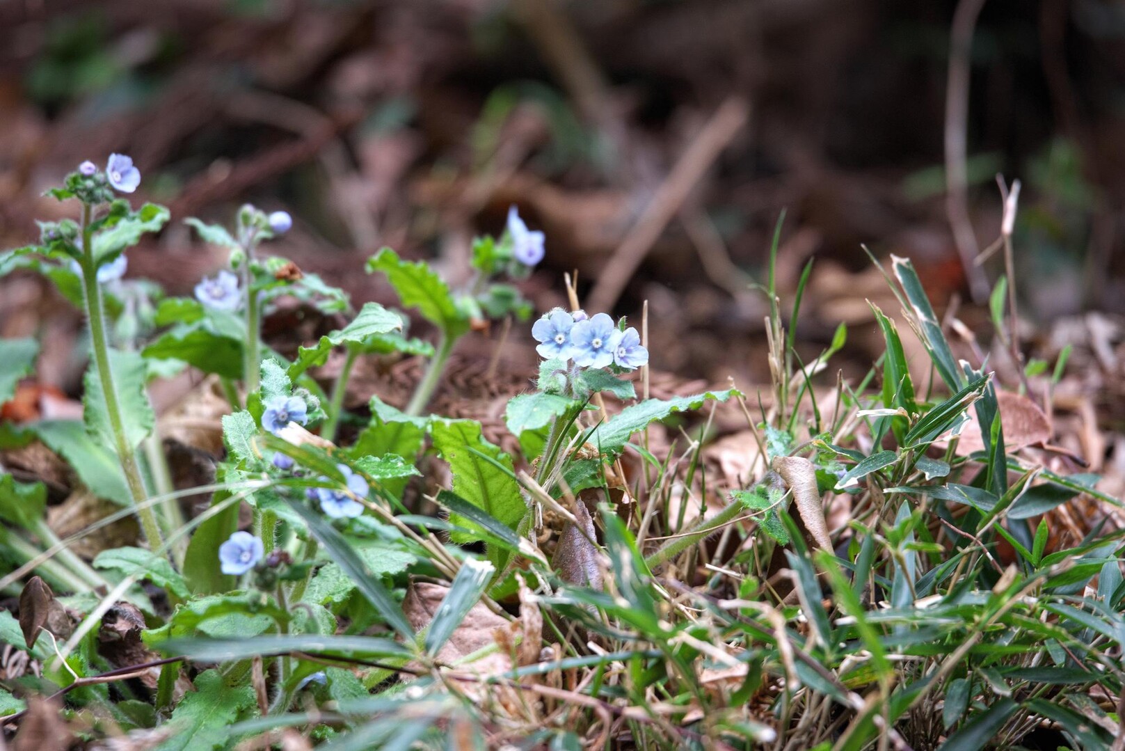 2024-04-04 八王子片倉城址公園 / J-Blueさんのウォーキングの活動データ | YAMAP / ヤマップ