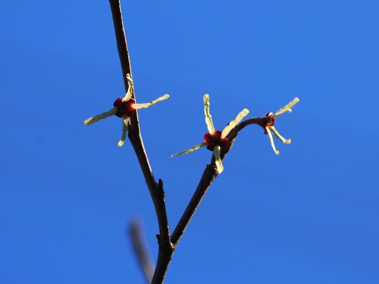 鞍掛山 / zen sugiさんの鞍掛山・後山・三童子山の活動データ | YAMAP / ヤマップ