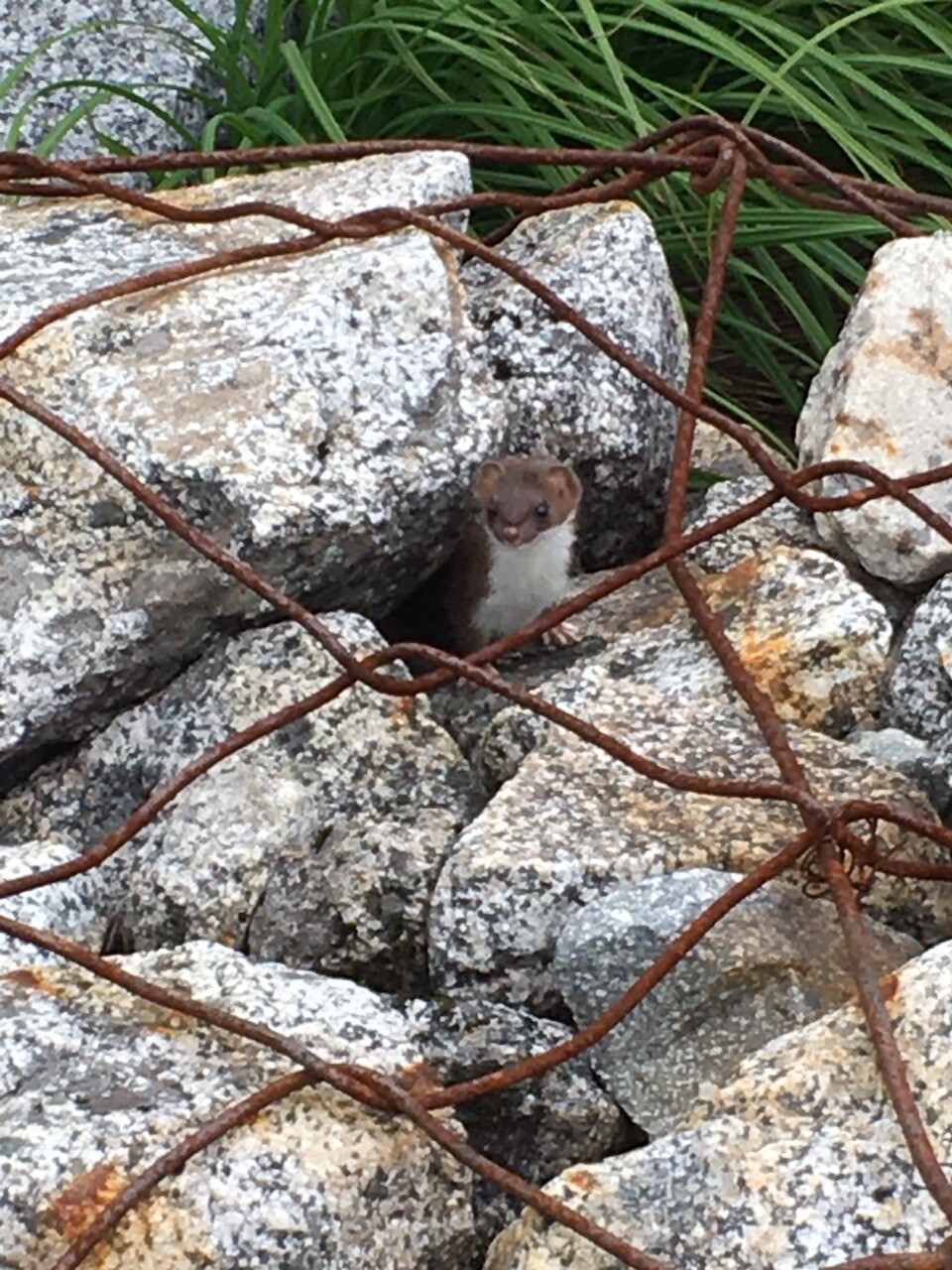 オコジョファンによる木曽駒ヶ岳のオコジョ... / やまおじさんさんのモーメント | YAMAP / ヤマップ