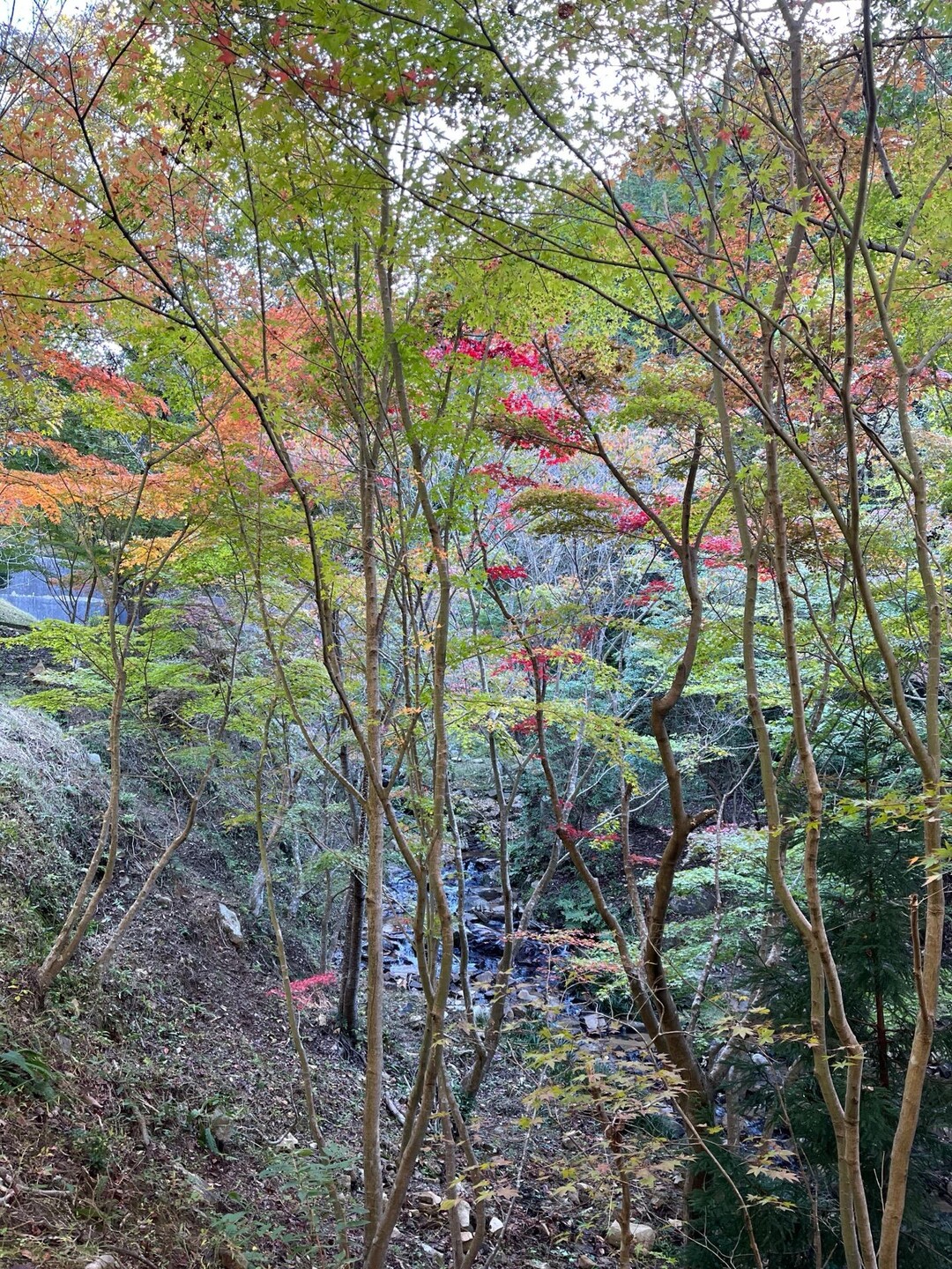 龍王山 / DC2 野郎さんの龍王山の活動データ | YAMAP / ヤマップ