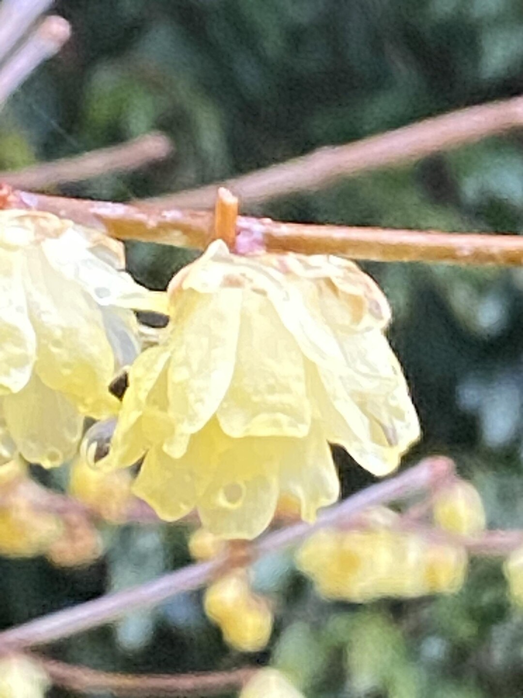 初パーティー登山🤗…大山♪ / Ki zさんの大山の活動データ | YAMAP / ヤマップ