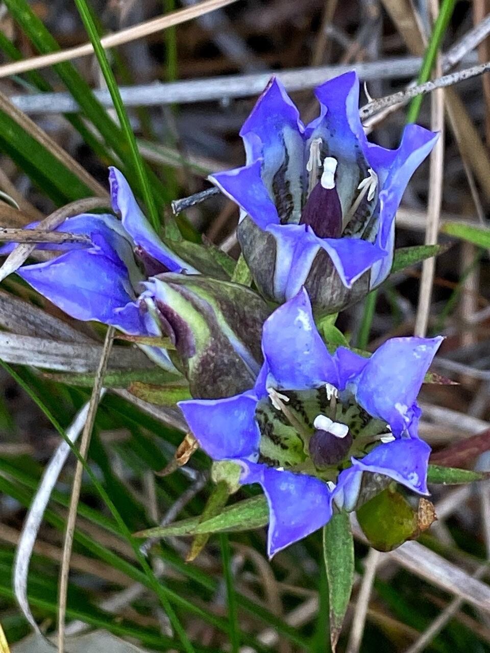 ウォーキング-2023-12-02 王子が岳 / tomyさんのウォーキングの活動データ | YAMAP / ヤマップ