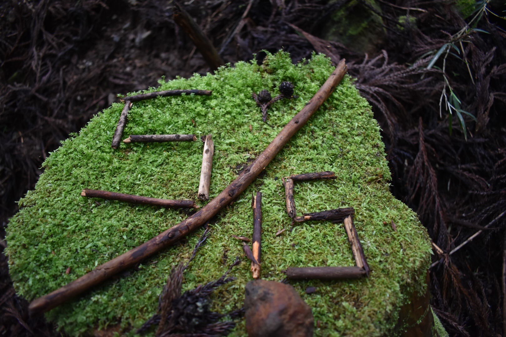 黒柴シャツと黒岳へ / ta614さんの愛鷹山・大岳・黒岳の活動データ | YAMAP / ヤマップ