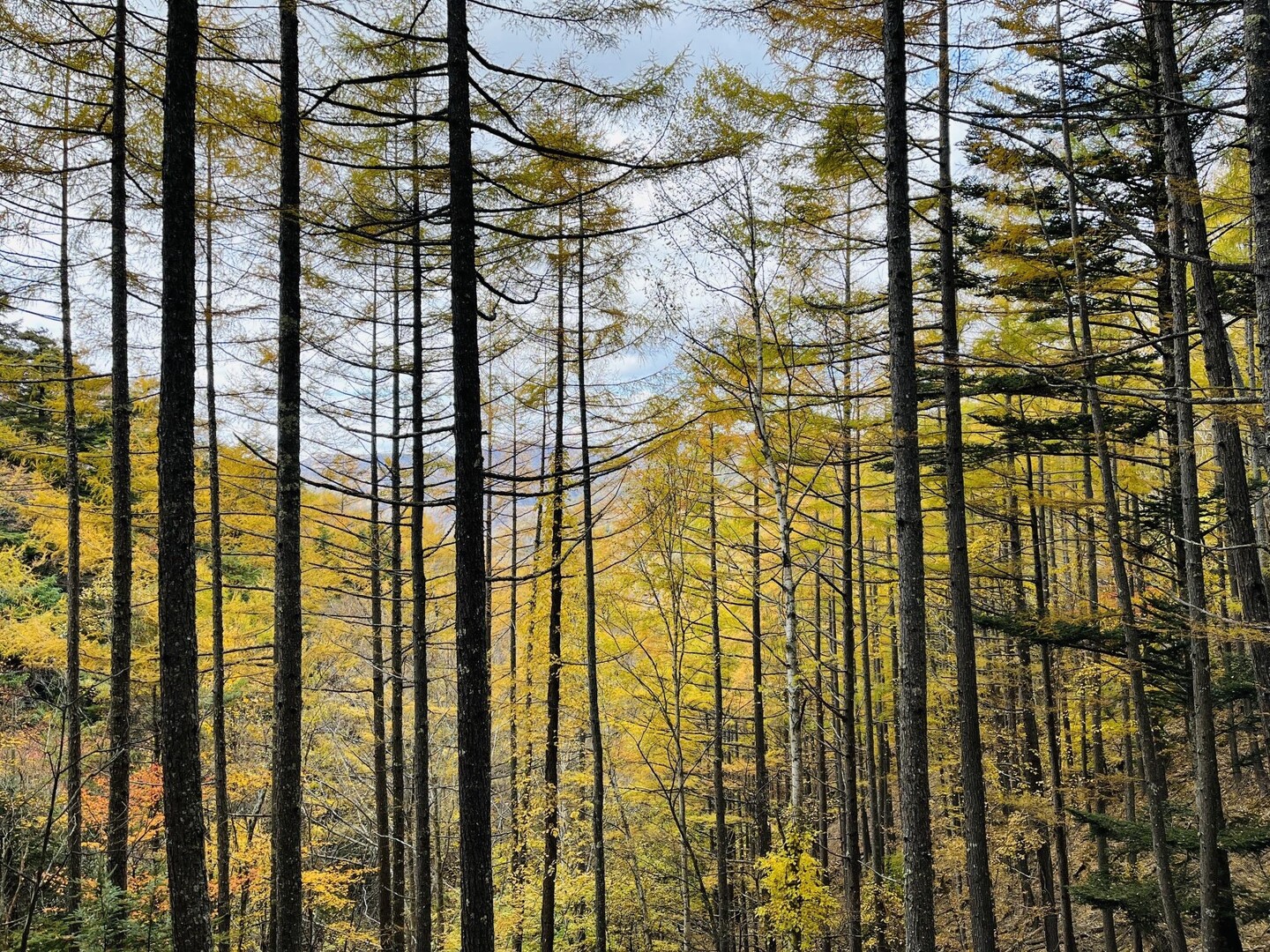 甲武信ヶ岳🍁毛木平から周回 / harumiさんの甲武信ヶ岳の活動データ | YAMAP / ヤマップ