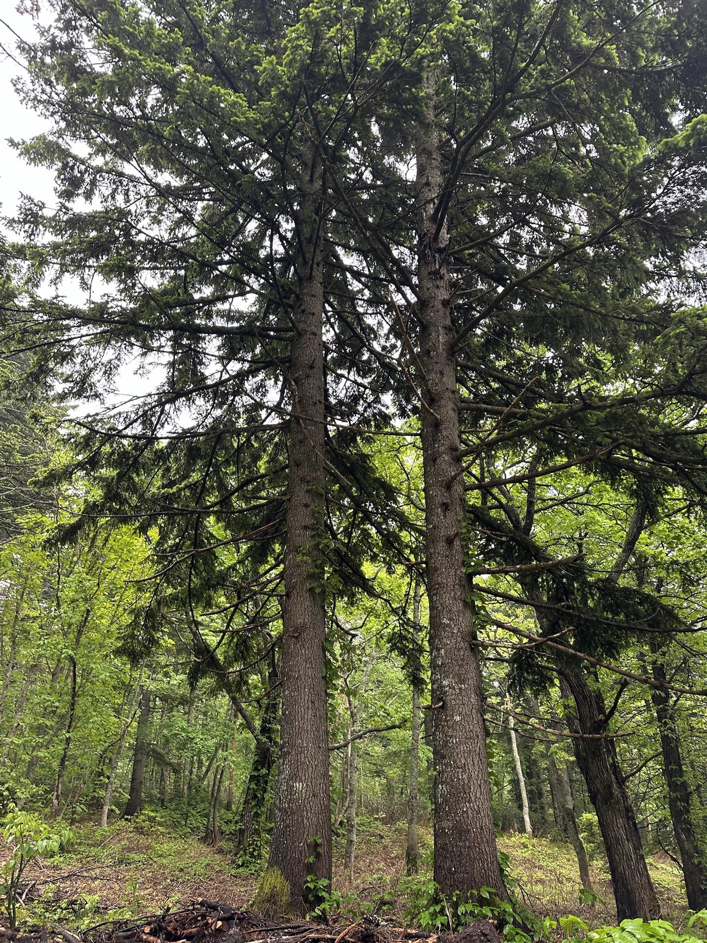 長官山・利尻山（利尻富士） / Kireeva Anisiiaさんの利尻山（利尻富士）の活動データ | YAMAP / ヤマップ