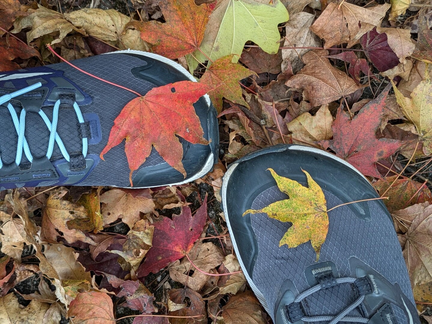 月出山岳～かんとうだけ～（三番・二番・一番坊主） / chihoさんの月出山岳の活動データ | YAMAP / ヤマップ