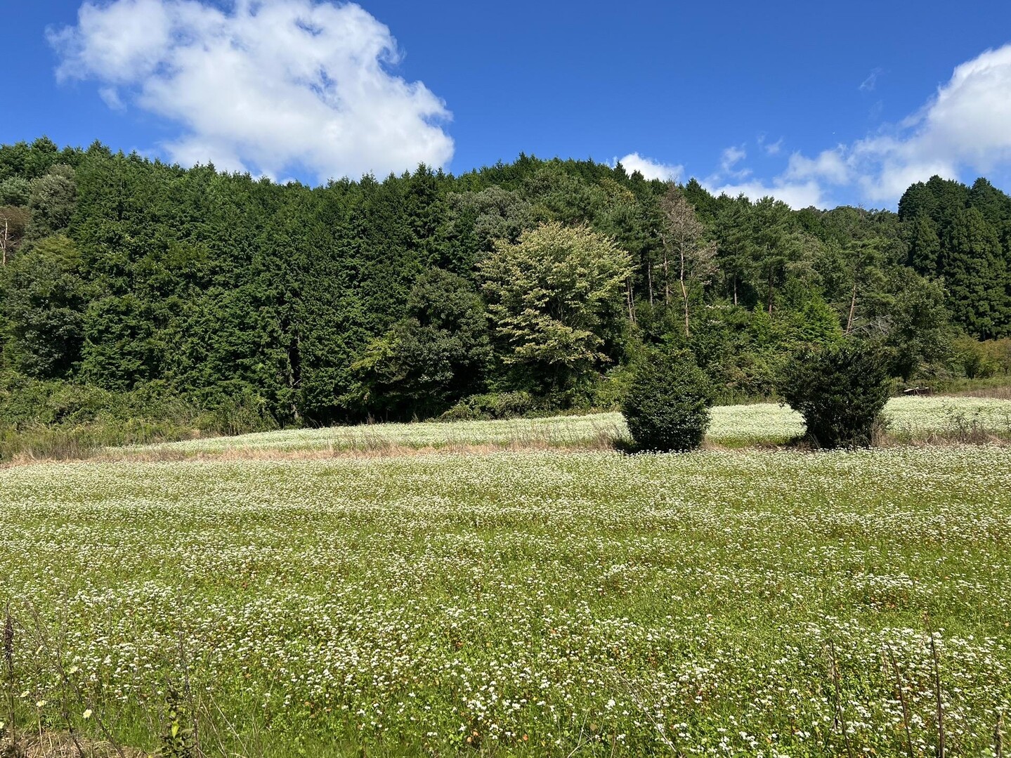 鳥見山・白山・巻向山・龍王山 / mattさんの三輪山・巻向山・龍王山の活動データ | YAMAP / ヤマップ