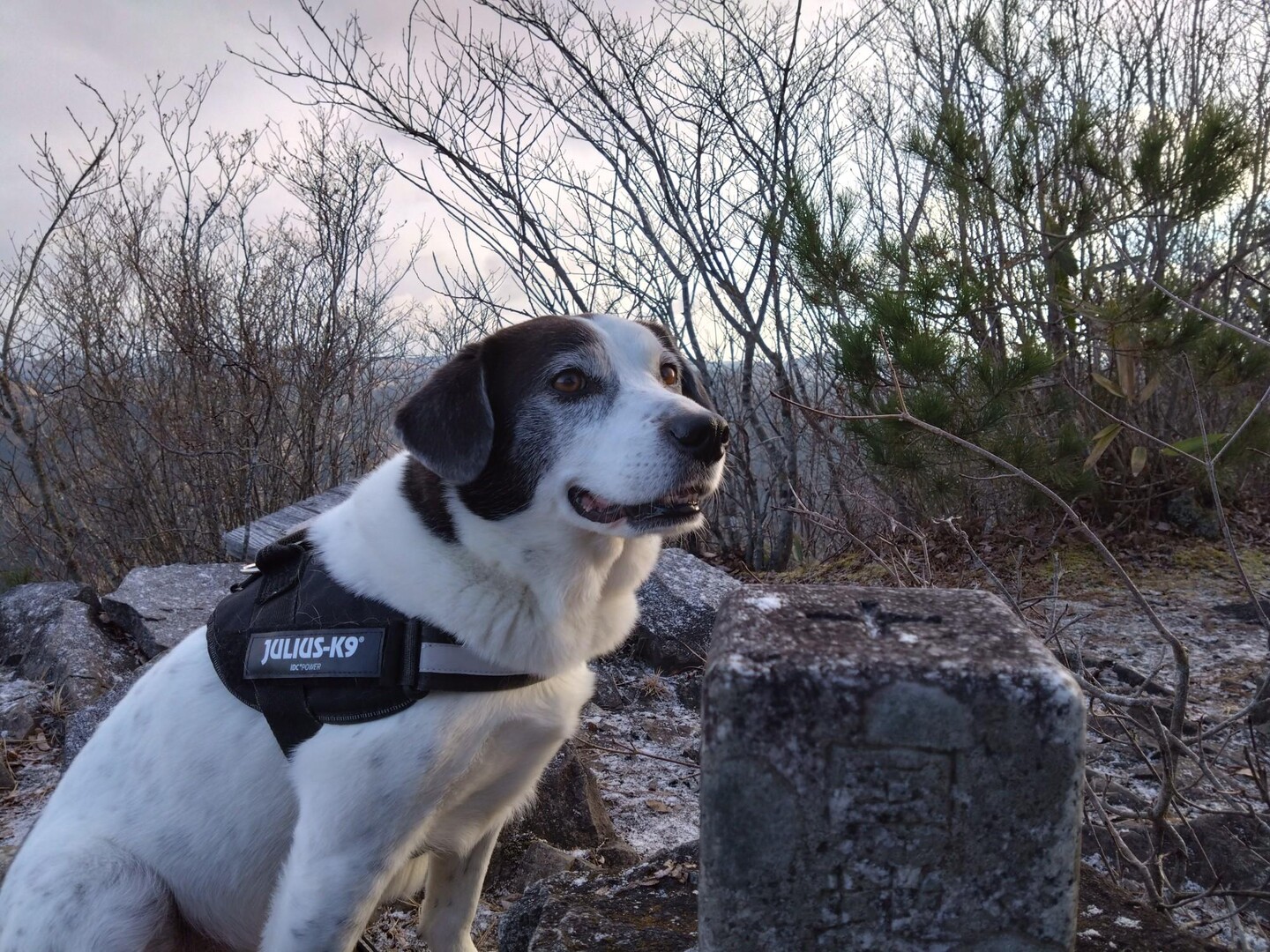 鎌倉岳(竹貫)と妙見山 / kuru−ruさんの鎌倉岳の活動データ | YAMAP / ヤマップ