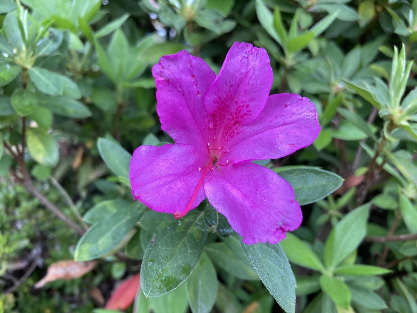 今日は休みですが、あいにくの雨☔山登りに... / トウカイテイオーさんのモーメント | YAMAP / ヤマップ