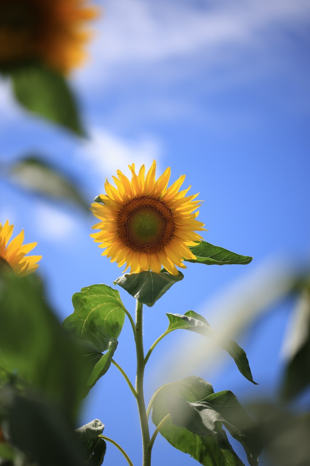 ときわ公園の向日葵お写ん歩p📷qᴗ•,... / たか＊さんのモーメント | YAMAP / ヤマップ